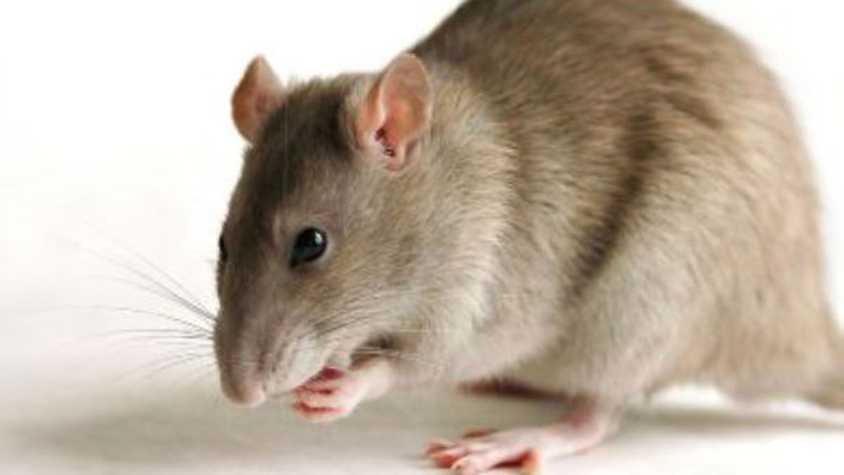 Ratas zapadoras: USA entrena roedores anti-minas