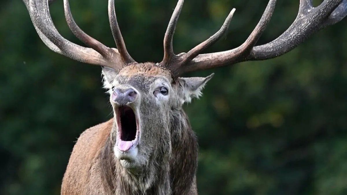 Ciervo zombie: La enfermedad incurable que los humanos podrían contraer