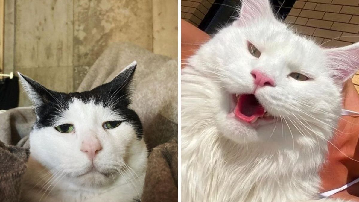 El gato más grande y el más triste: Furor de Instagram