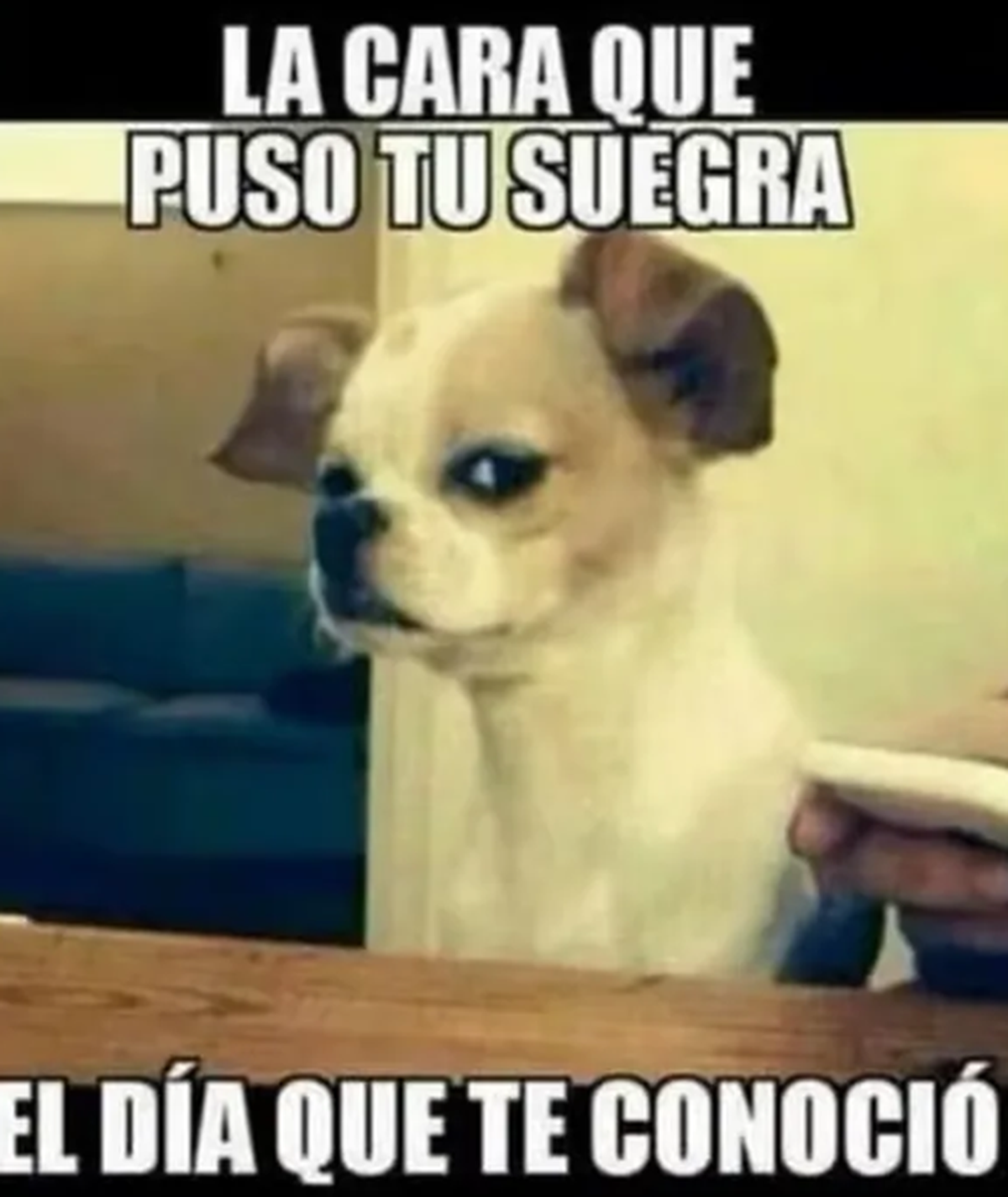 Penterafobia: El miedo irracional producido por ¡la suegra!