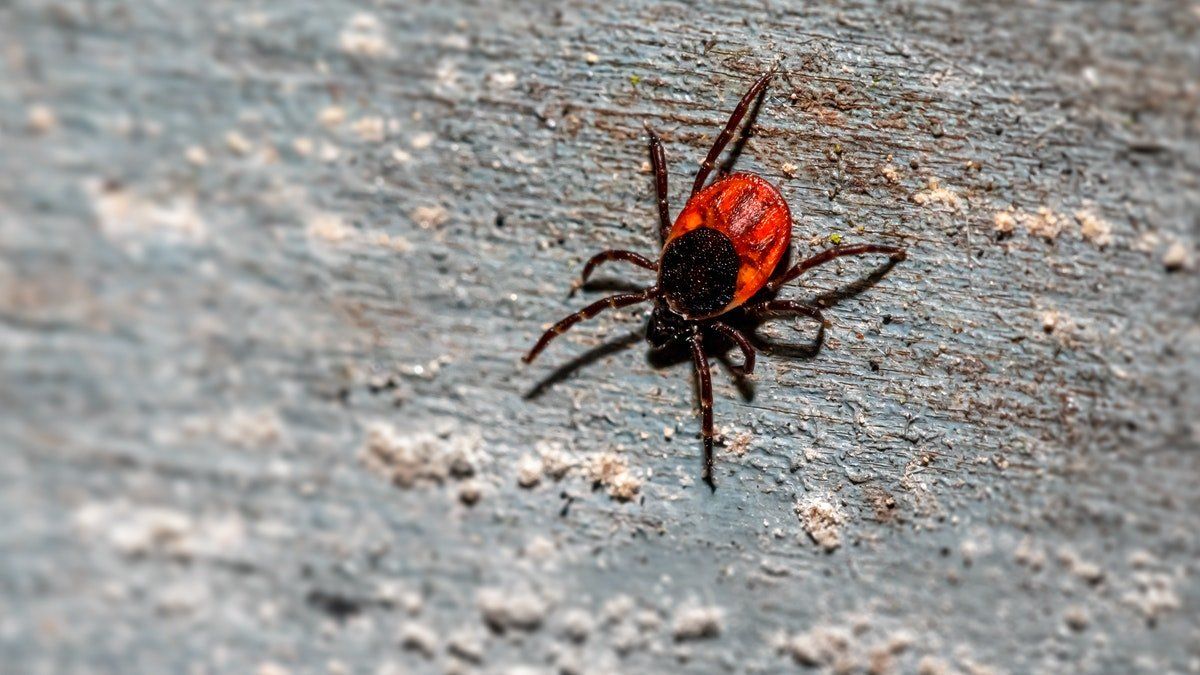 Aumentan los casos de enfermedad de Lyme, trasmitida por garrapatas