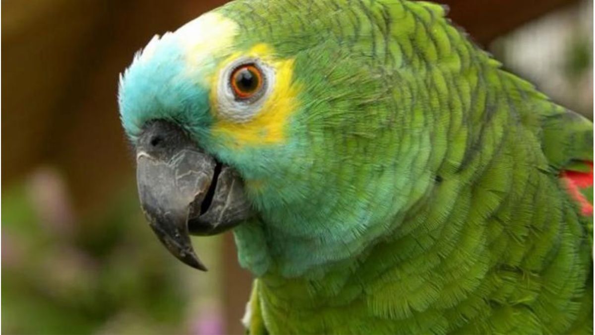 Mala decisión: Rescató un loro y terminó con la familia internada