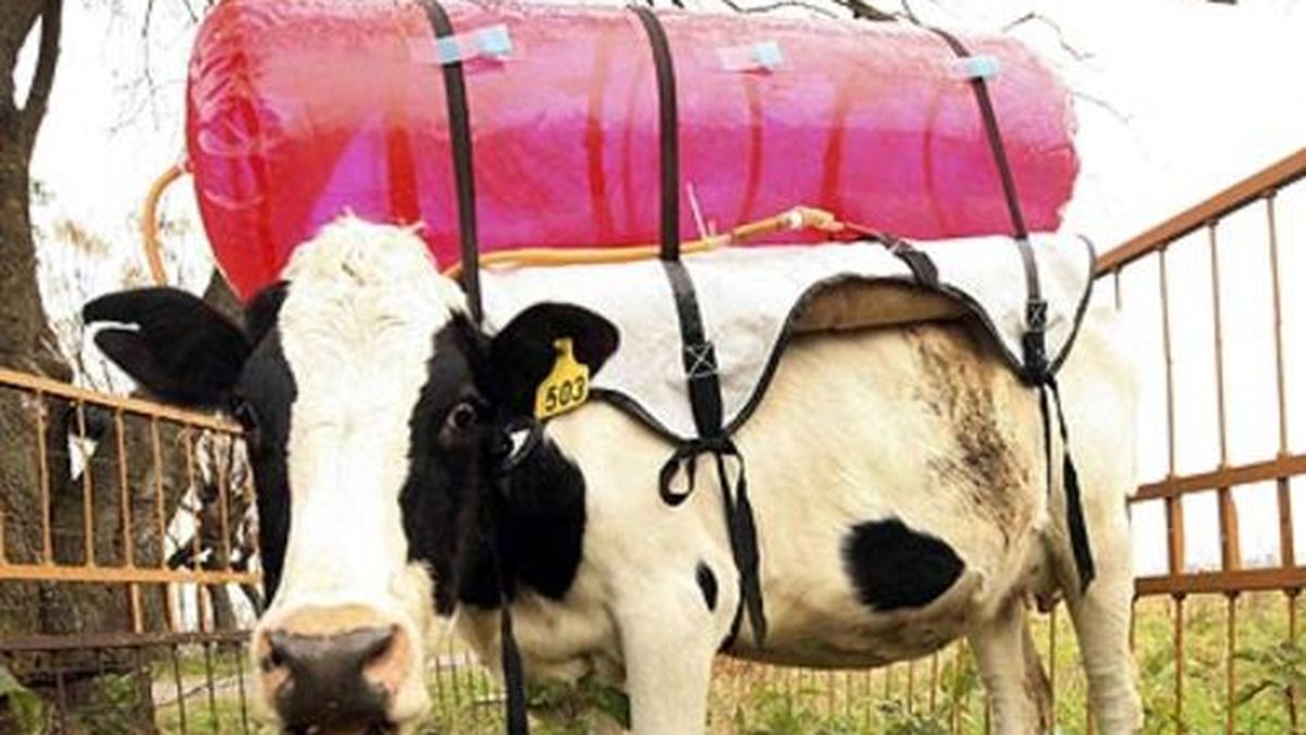 La vaca loca, la vaca que explota