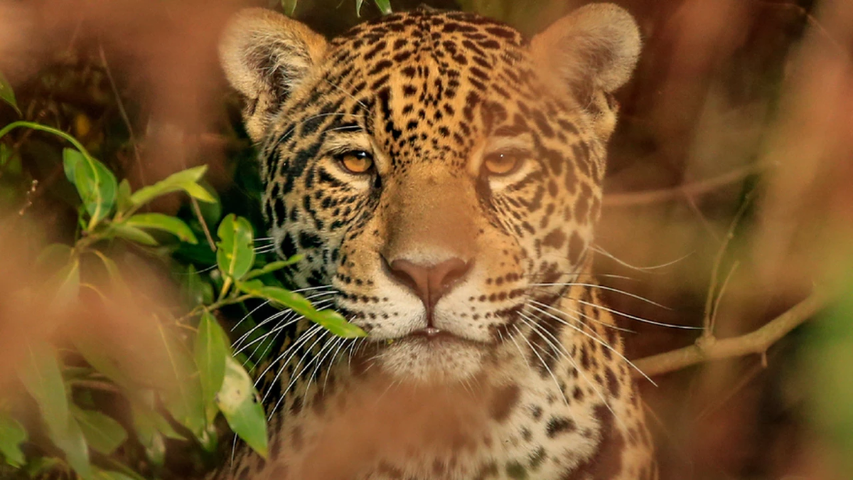 Día del Animal en Argentina: Las maravillosas especies autóctonas que ...