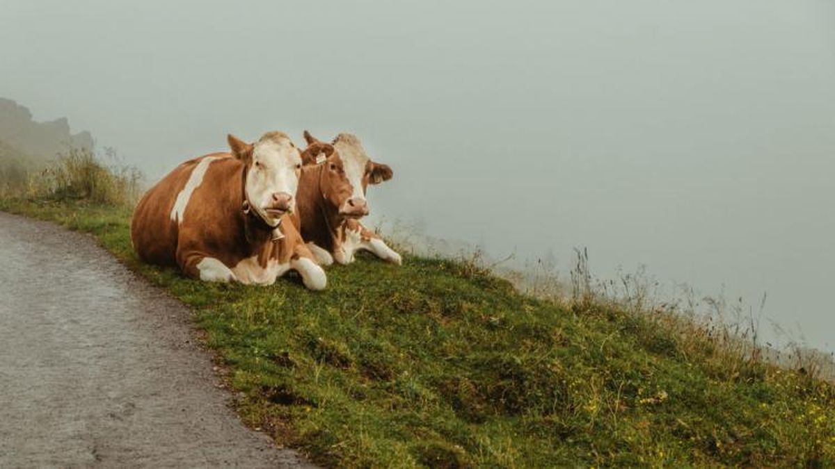 Extrañas muertes de vacas en Francia