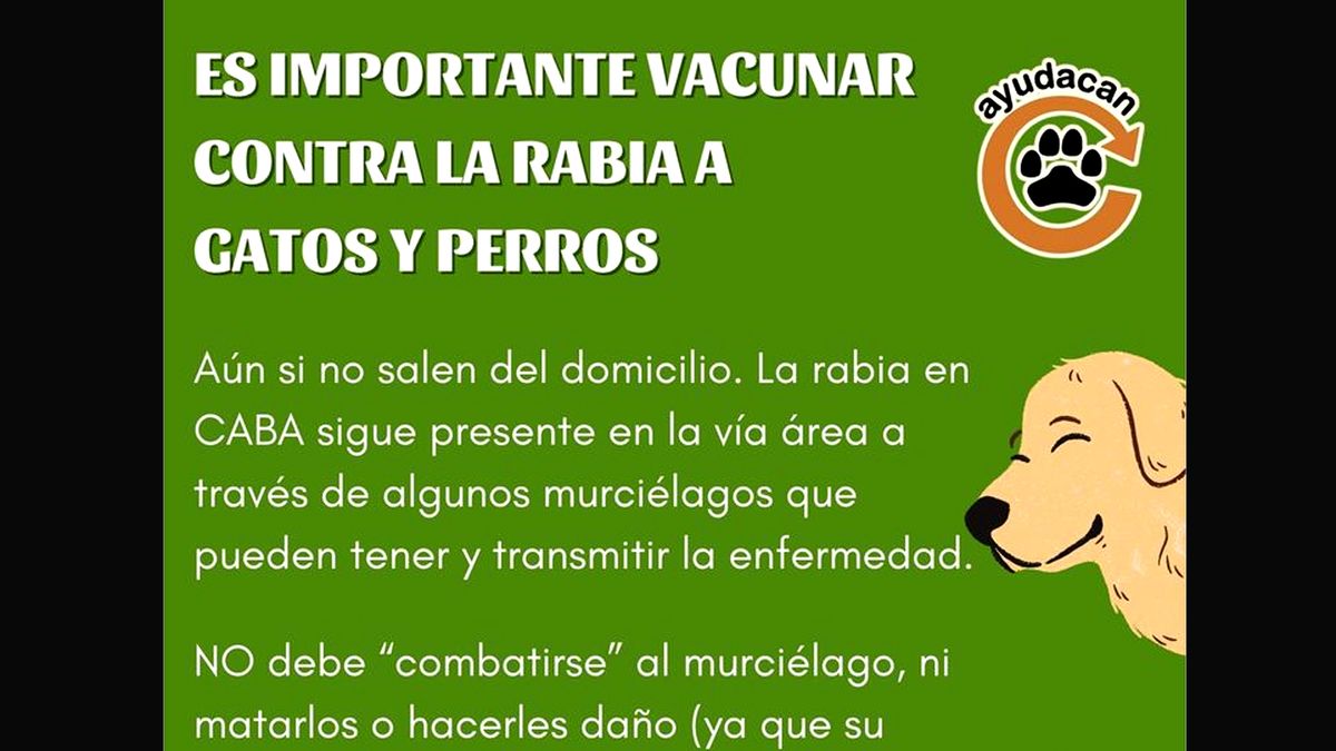 Día Mundial de la Rabia: 55.000 muertos por año