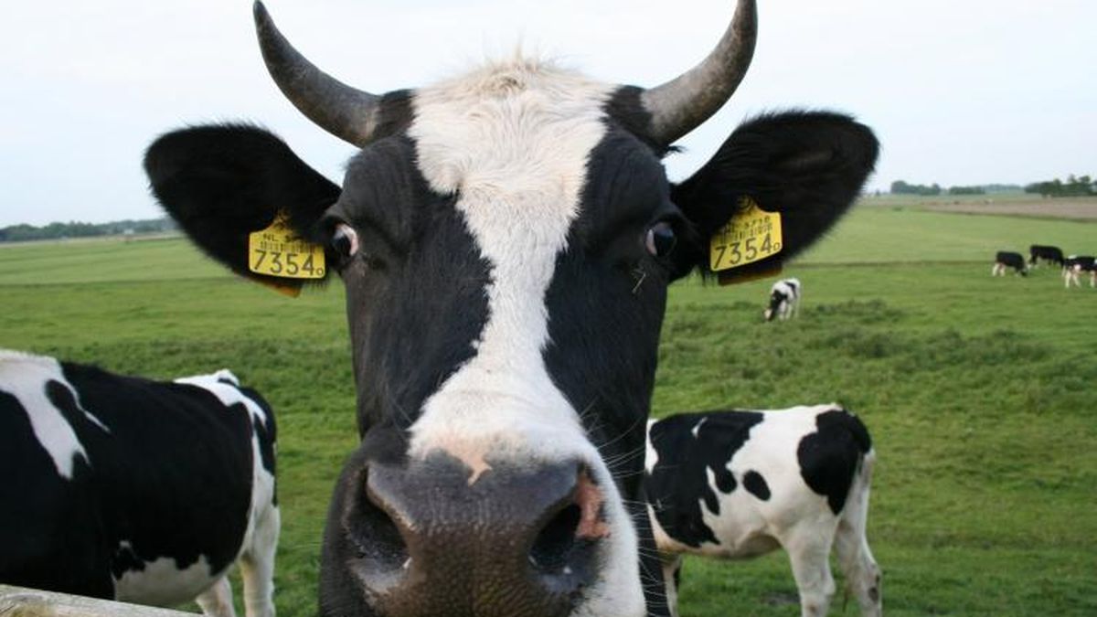 Tiempo de vacas flacas, que casi no dan leche